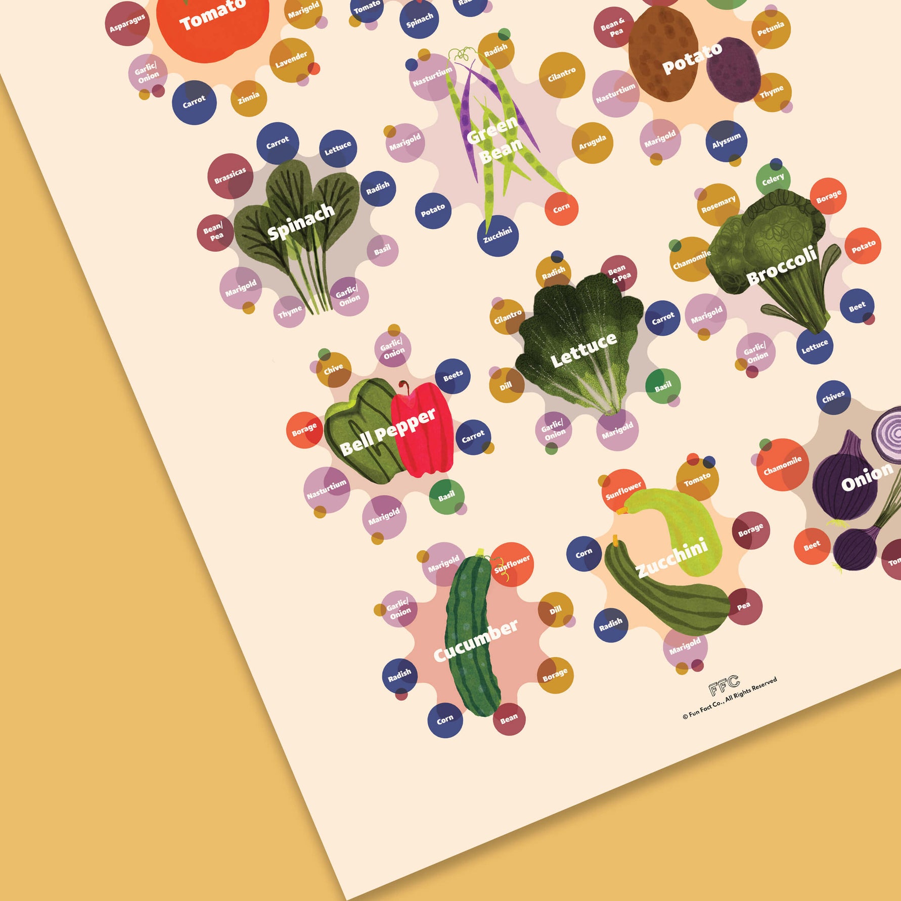 Companion Plants Infographic Print | Fun Fact Co.