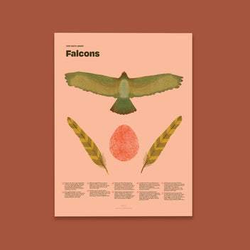 Falcon Fun Facts Print | Fun Fact Co.